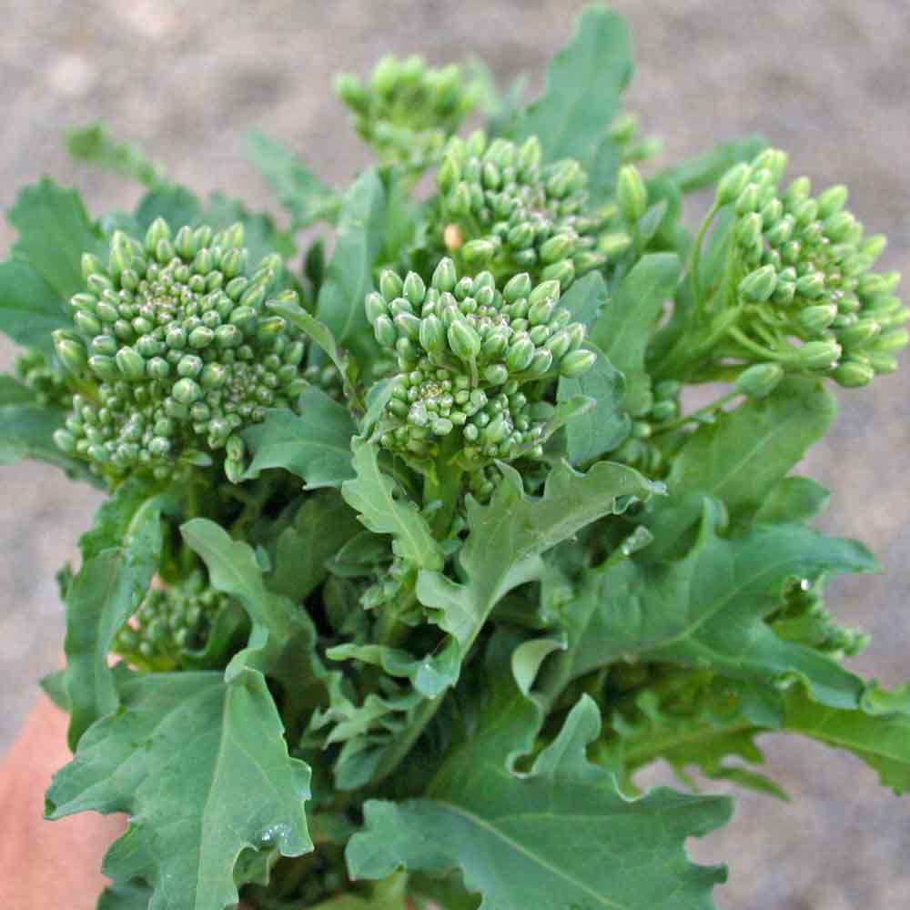 Heirloom Broccoli Raab/ Rapini Seeds | Terroir Seeds