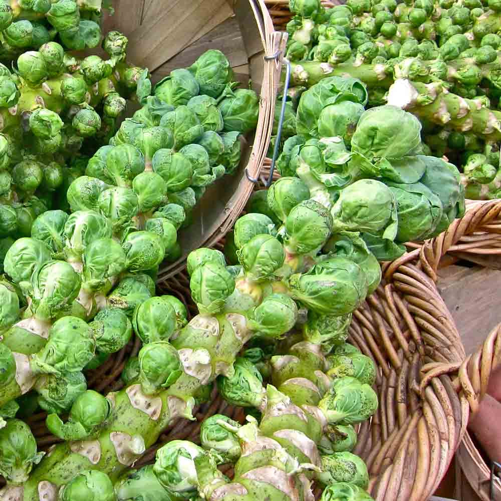 Catskill Heirloom Brussels Sprout Seeds | Terroir Seeds