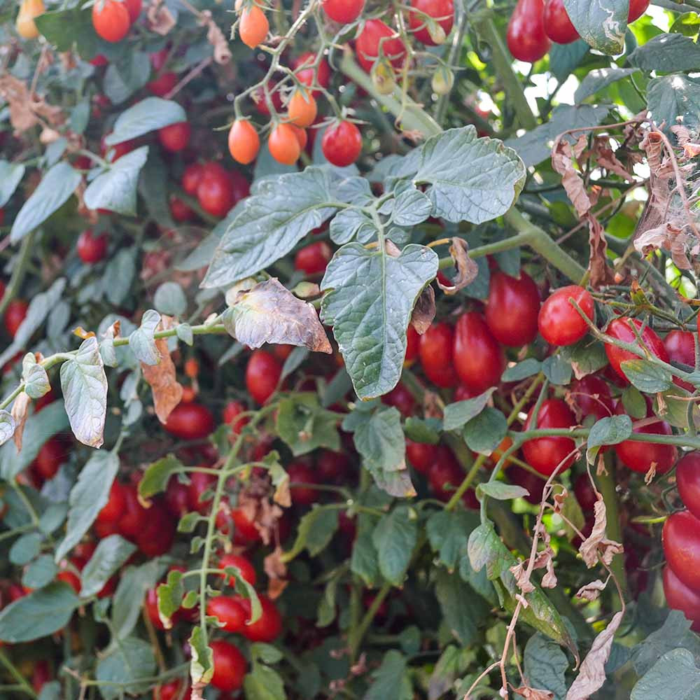 Heirloom Cherry Roma Tomato Seeds | Terroir Seeds
