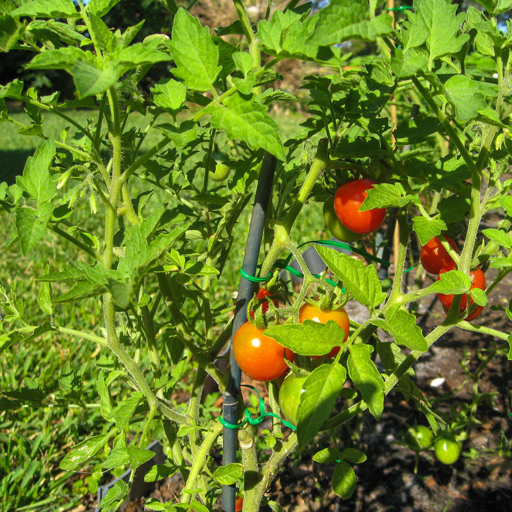 Heirloom Principe Borghese Tomato Seeds | Terroir Seeds
