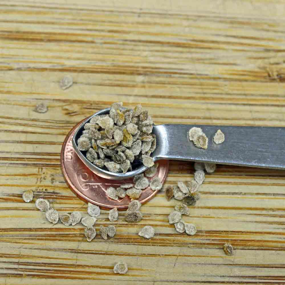 Wild Galapagos Tomato Seeds | Terroir Seeds