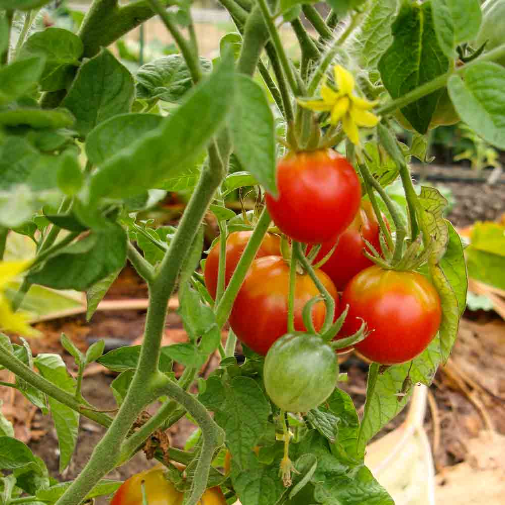 Heirloom Stupice Tomato Seeds | Terroir Seeds