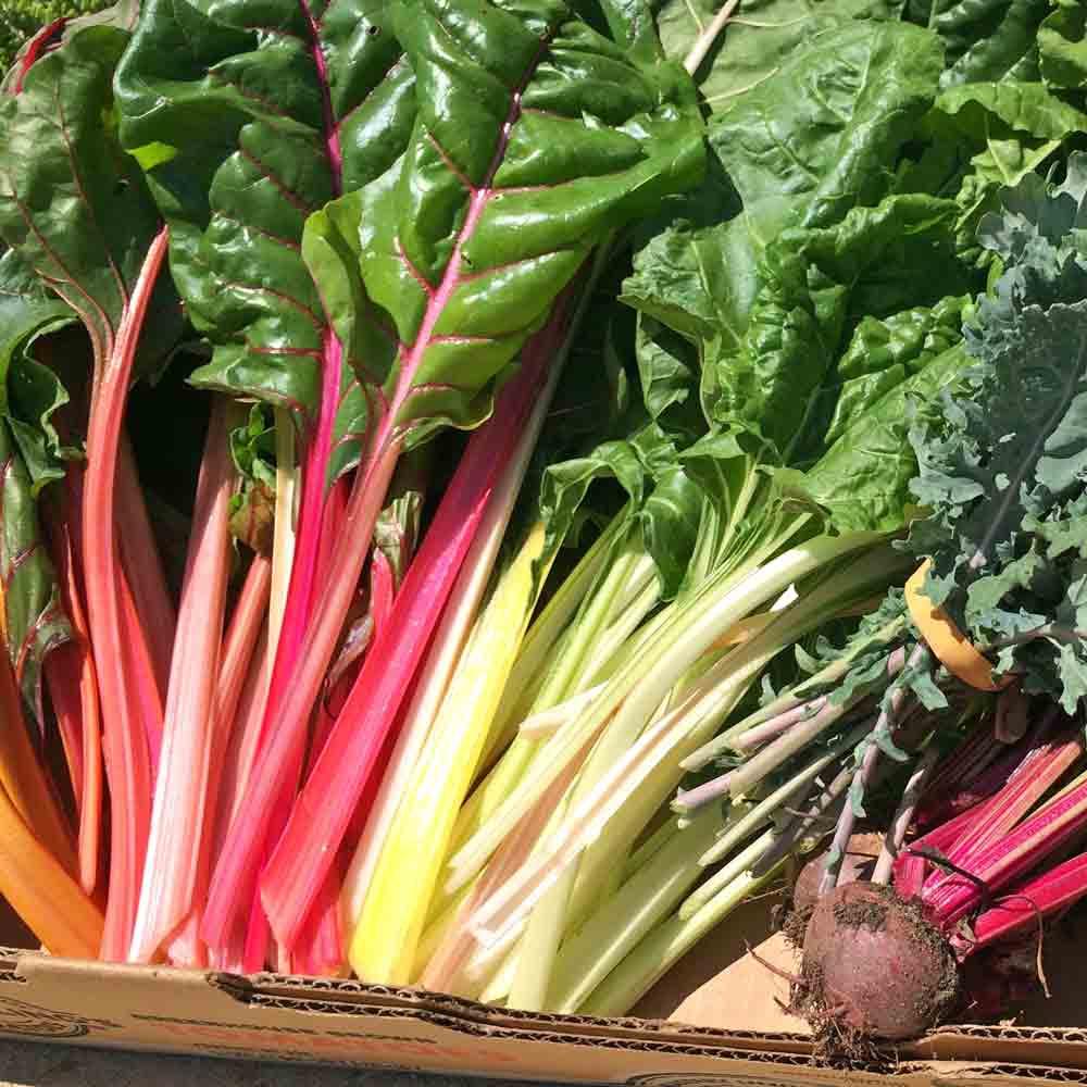 Heirloom Swiss Chard Seeds | Terroir Seeds