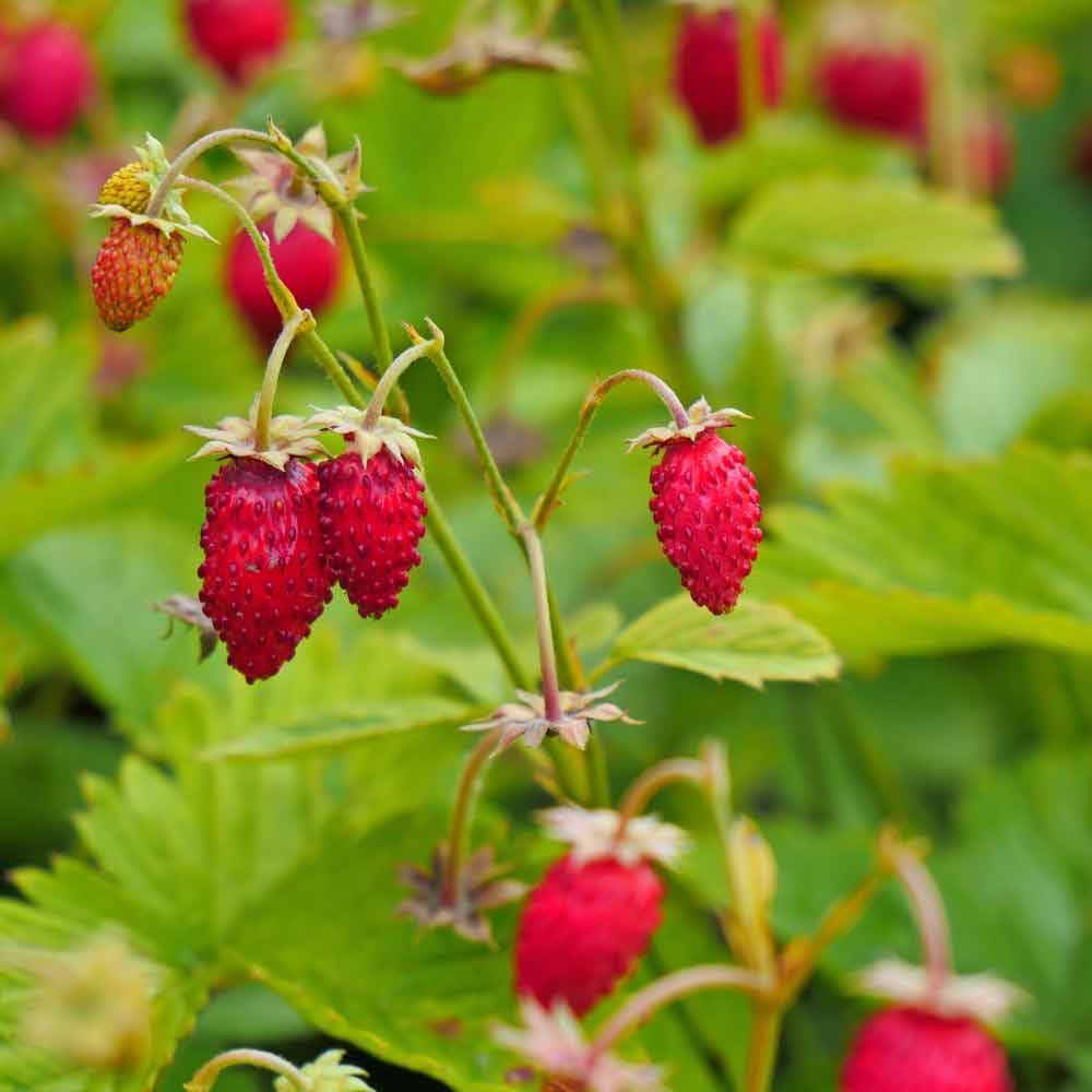 Heirloom Alpine Strawberry Seeds | Terroir Seeds