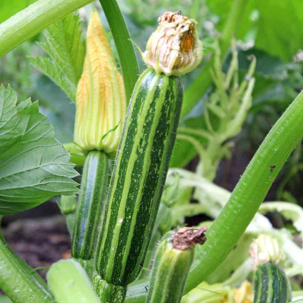 Cocozelle Heirloom Zucchini Seeds | Terroir Seeds