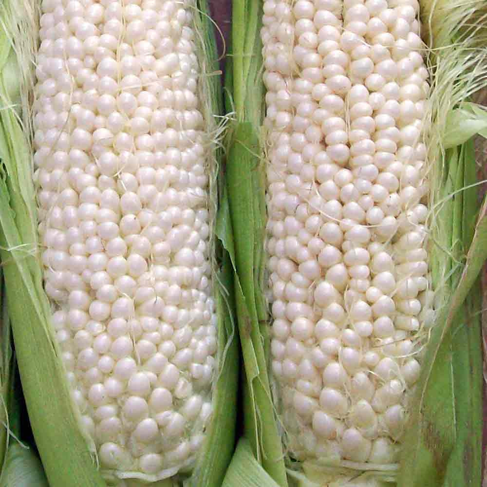 Heirloom Corn Seeds | Terroir Seeds