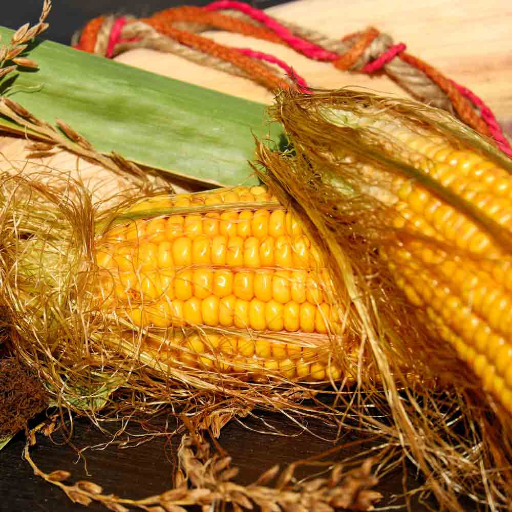 Golden Bantam Heirloom Sweet Corn Seeds | Terroir Seeds