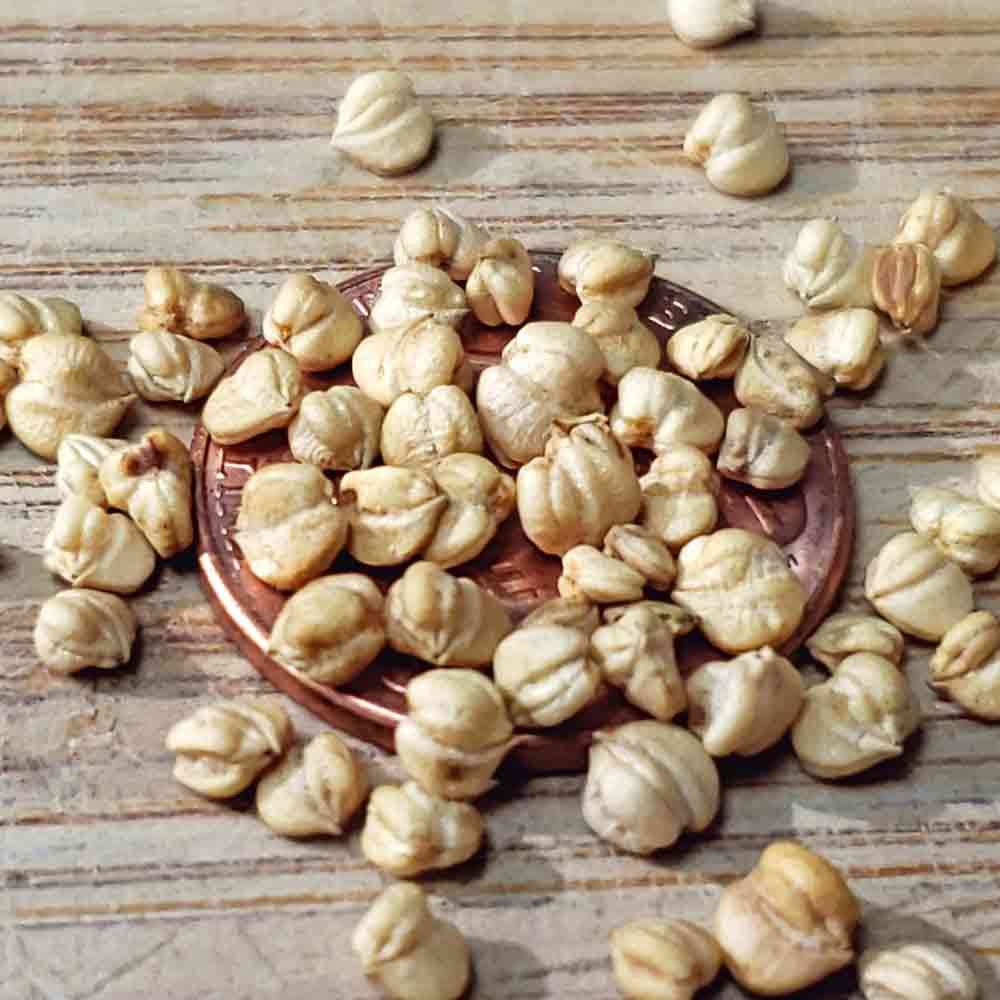 Corn Salad/ Lamb's Lettuce/Mache Heirloom Seeds | Terroir Seeds