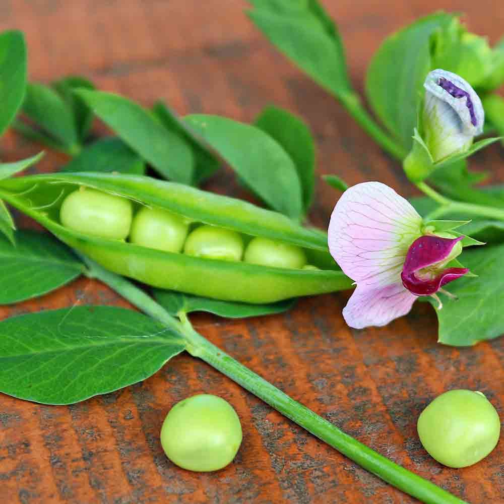 Sugar Ann Heirloom Snap Pea | Terroir Seeds