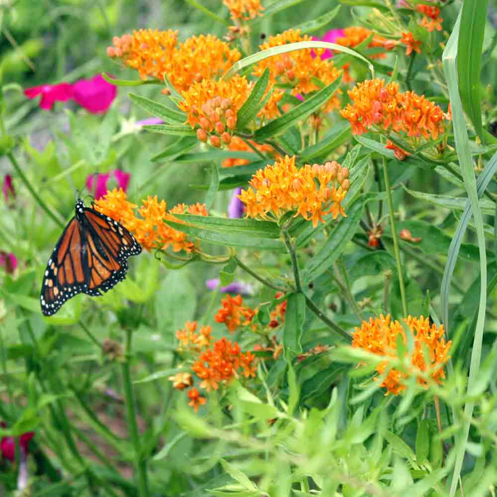 Monarch Butterfly Heirloom Flower Mix Seeds | Terroir Seeds