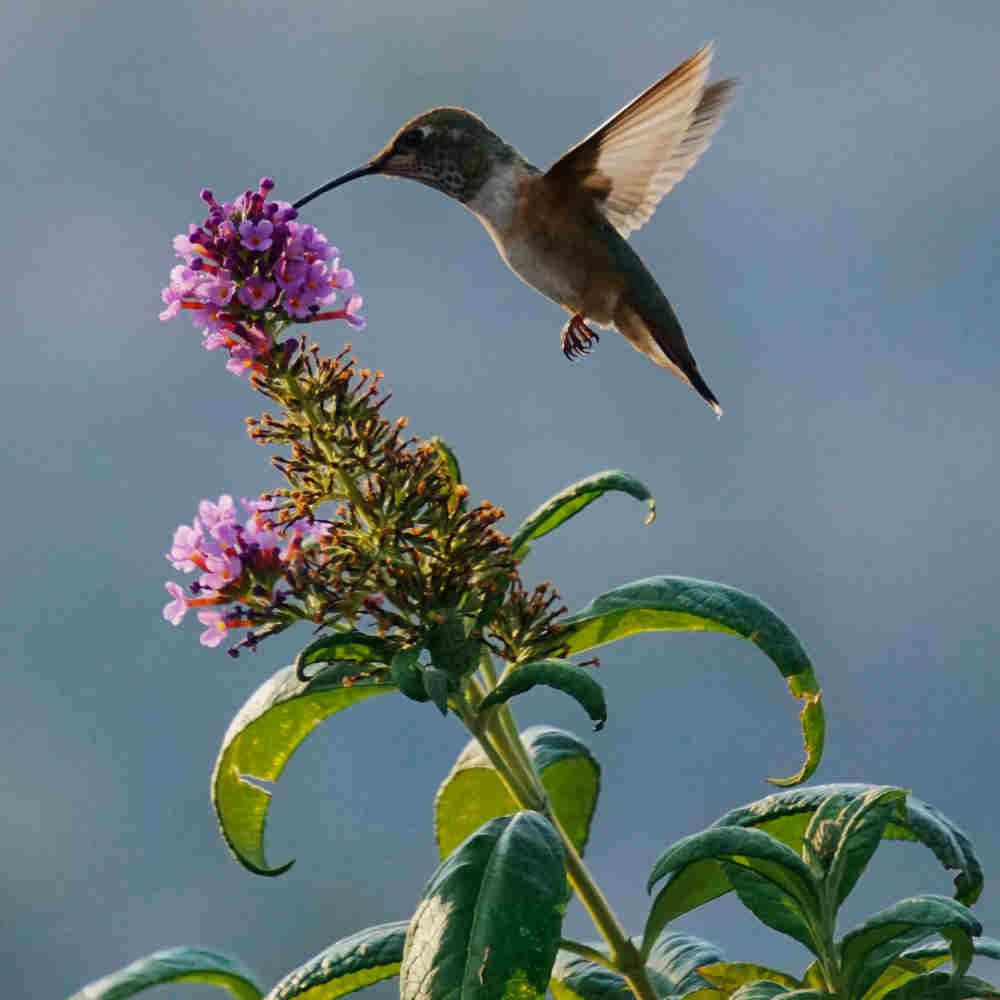 Hummingbird Garden Heirloom Seed Collection | Terroir Seeds