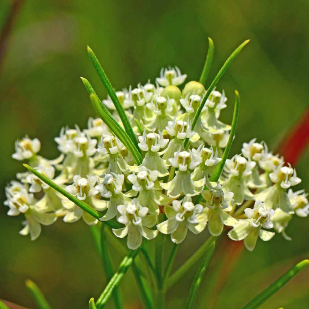 Whorled Milkweed Seeds