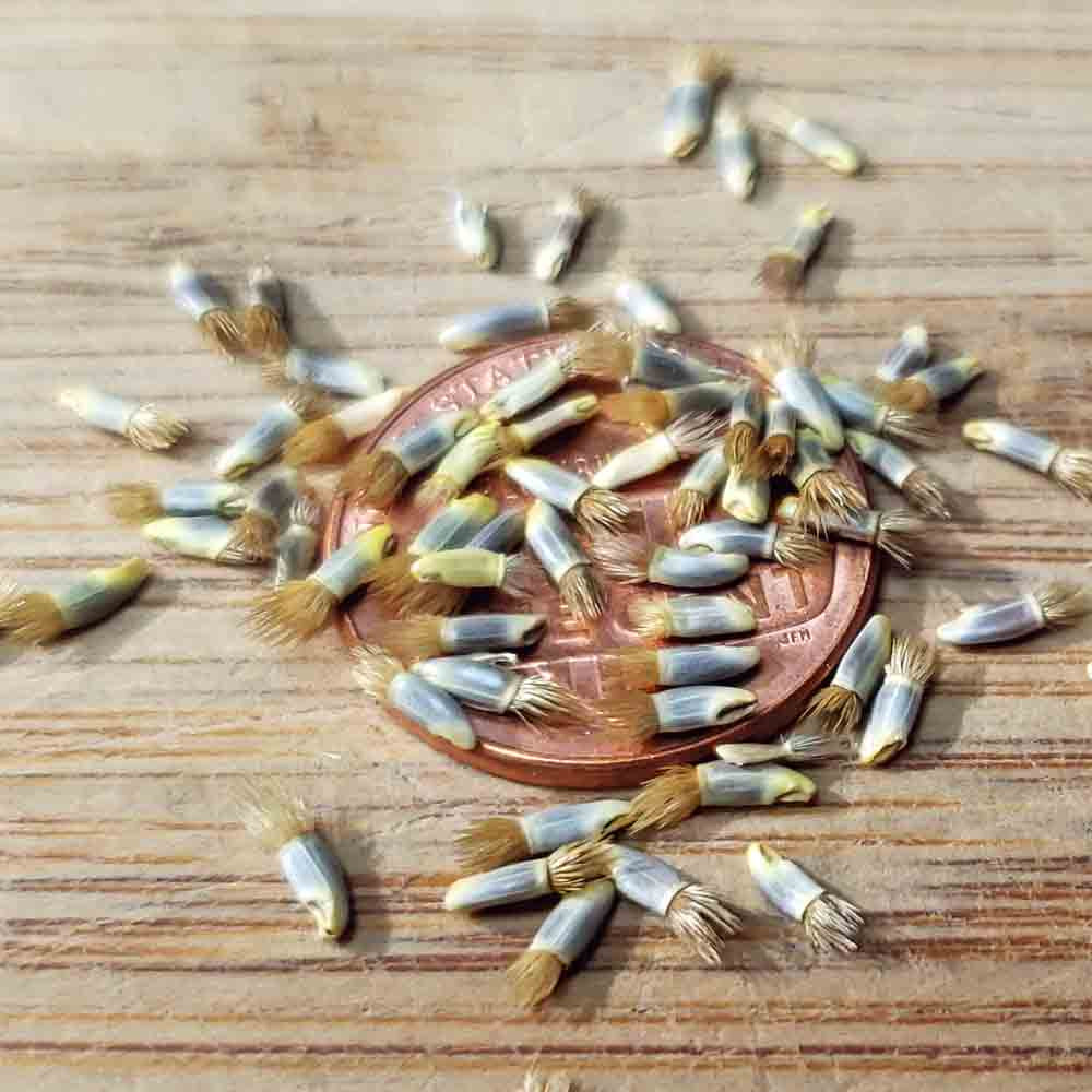 Dwarf Cornflower/ Bachelor Buttons Heirloom Seeds | Terroir Seeds