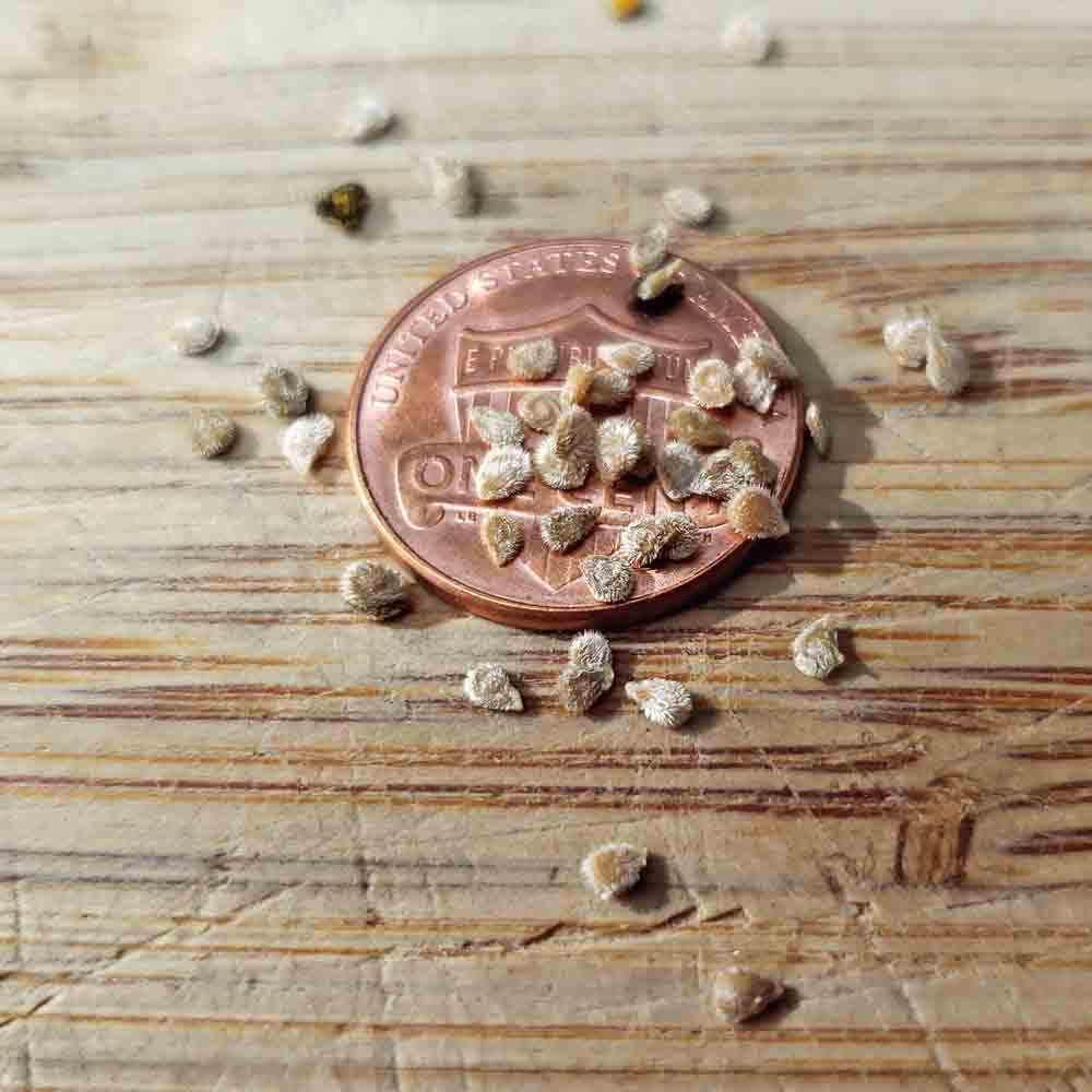 Mexico Midget Heirloom Tomato Seeds | Terroir Seeds