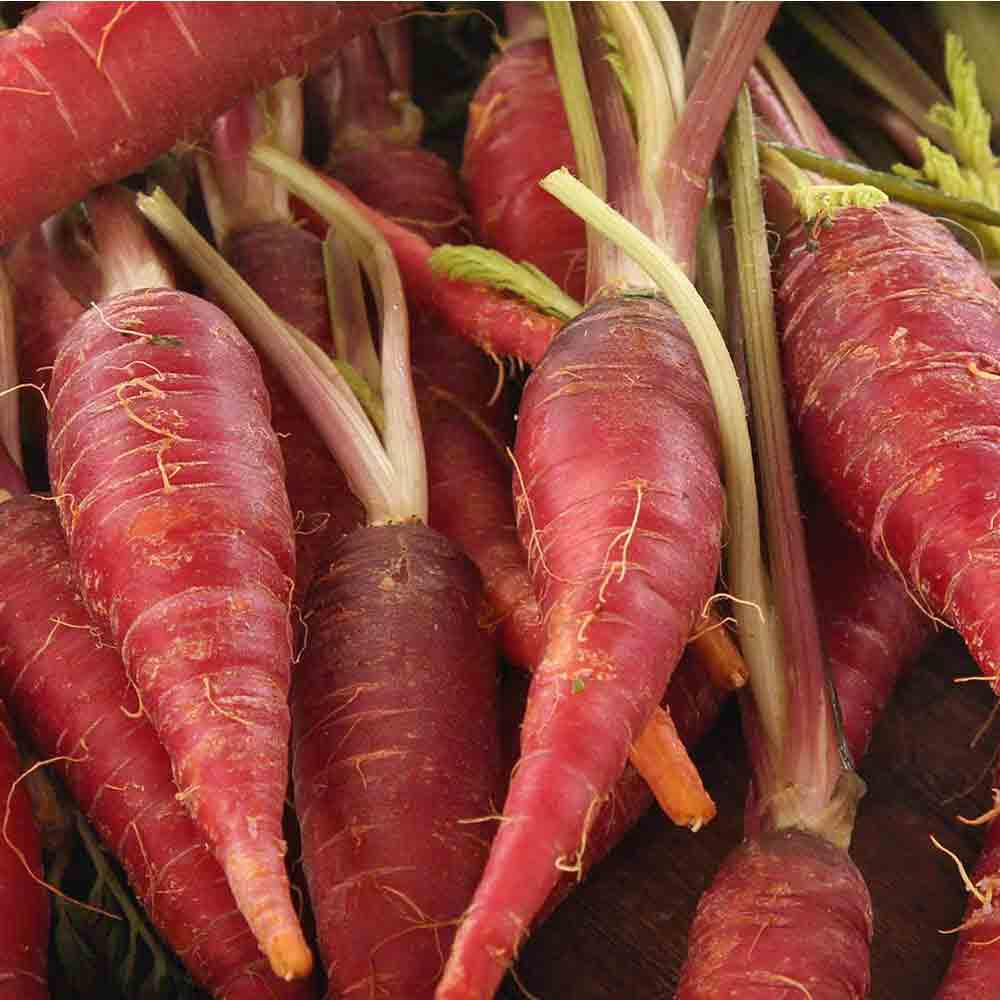 Heirloom Carrot Seeds | Terroir Seeds