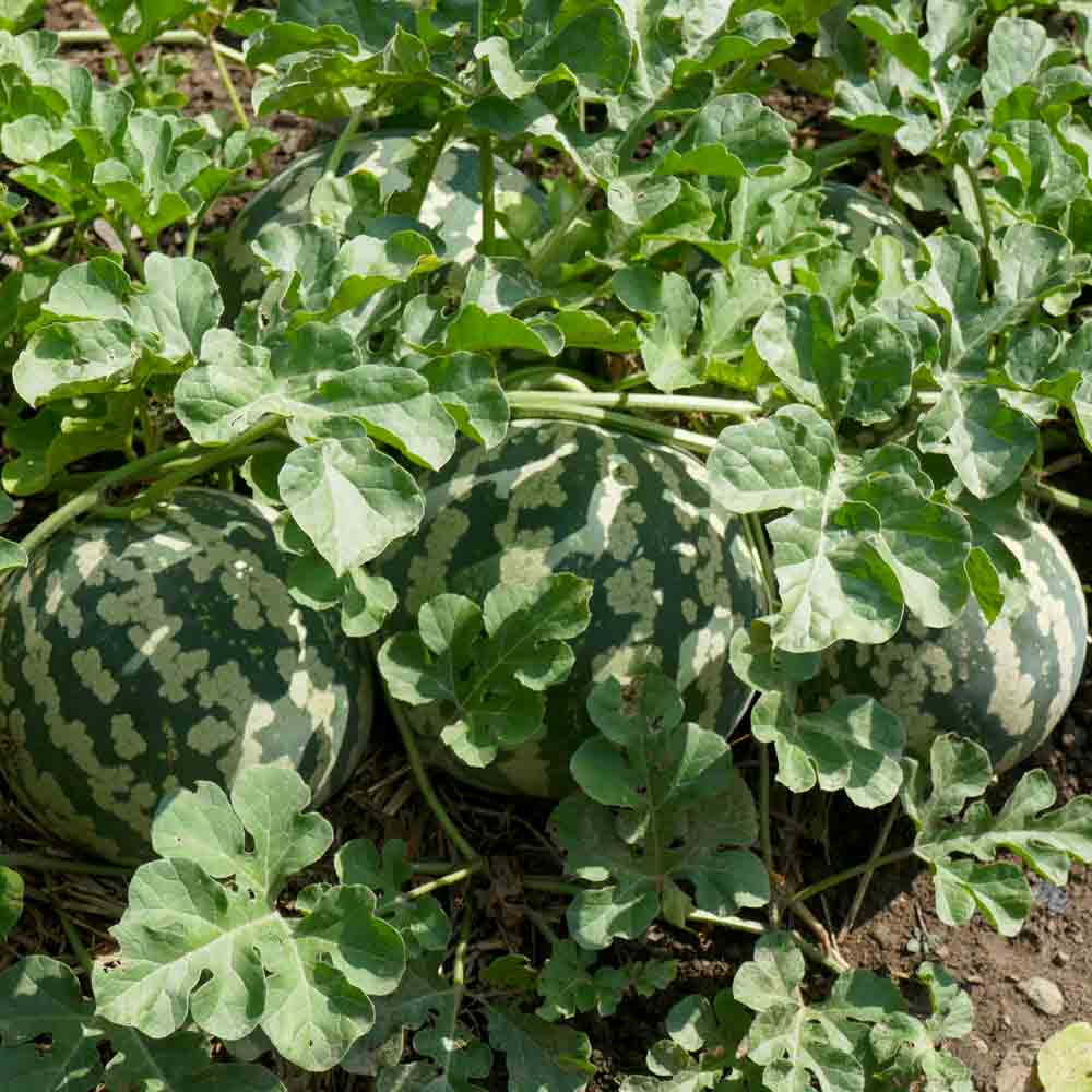 Heirloom Red Seeded Citron Melon Seeds | Terroir Seeds