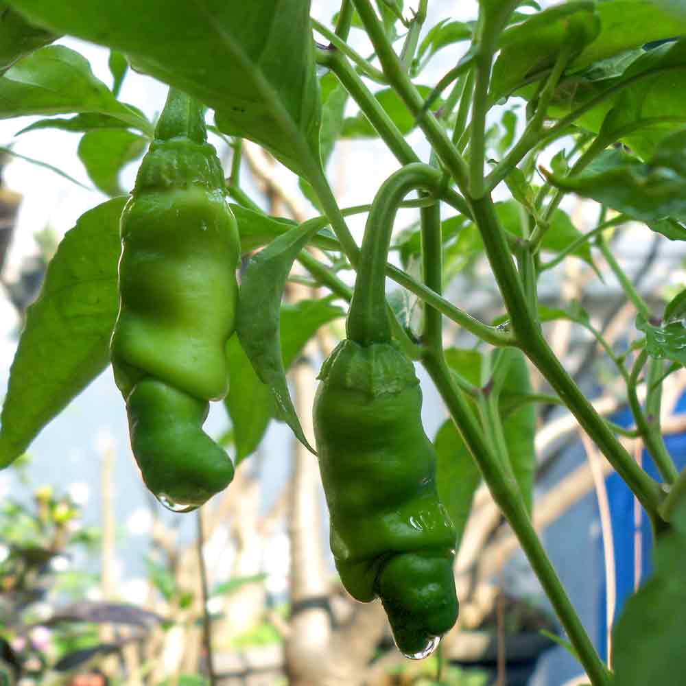 Heirloom Red Peter Pepper Seeds | Terroir Seeds