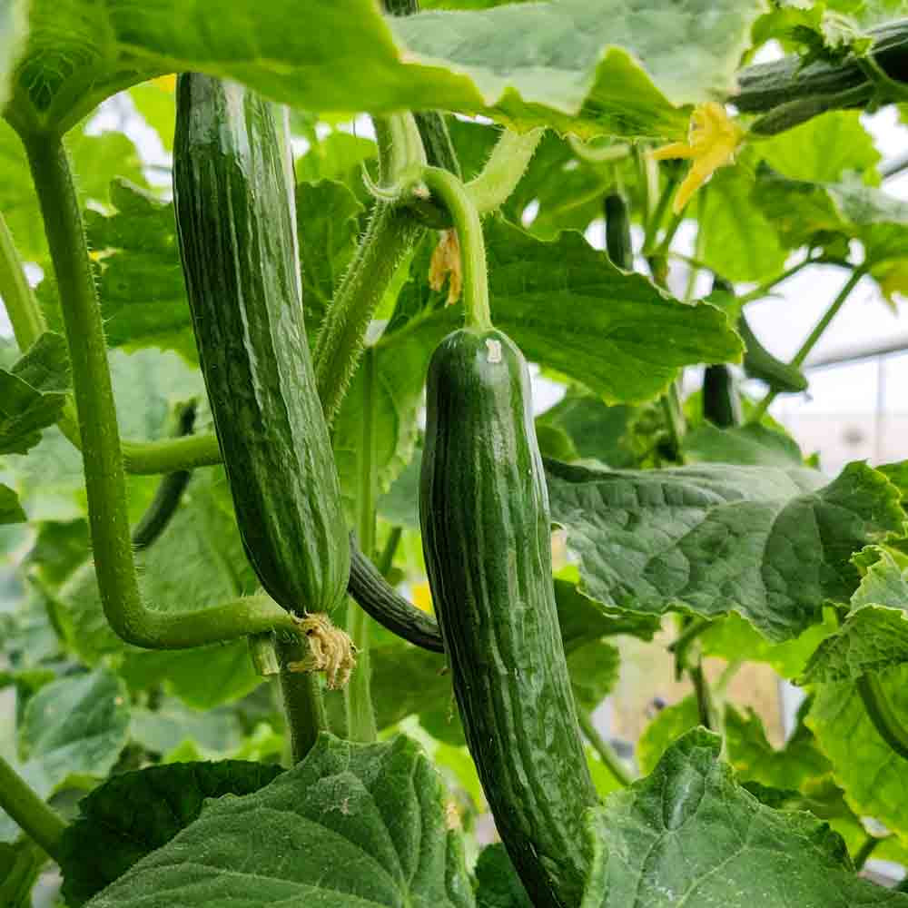 Beit Alpha Heirloom Cucumber Seeds | Terroir Seeds