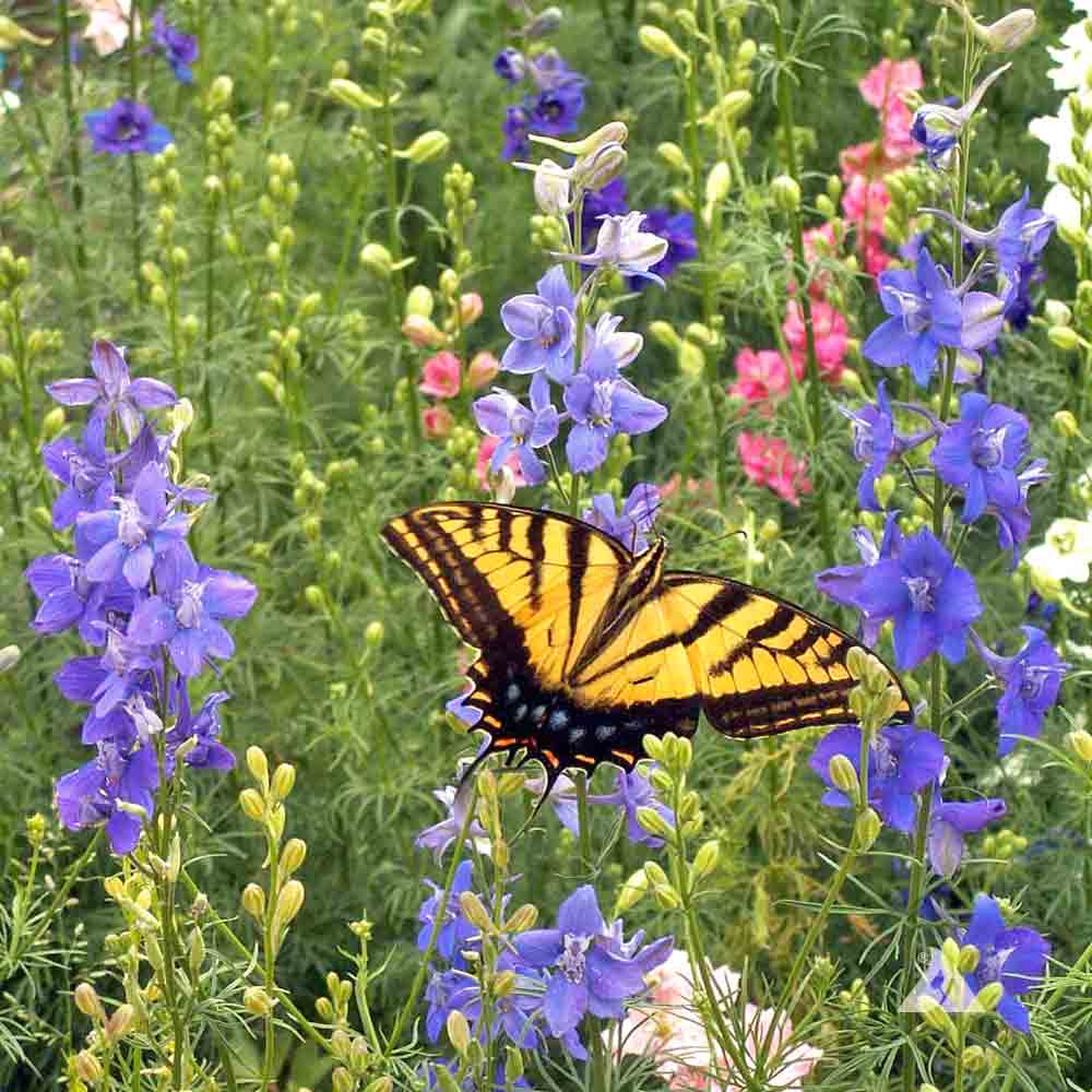 Hummingbird & Butterfly Mix Seeds | Terroir Seeds