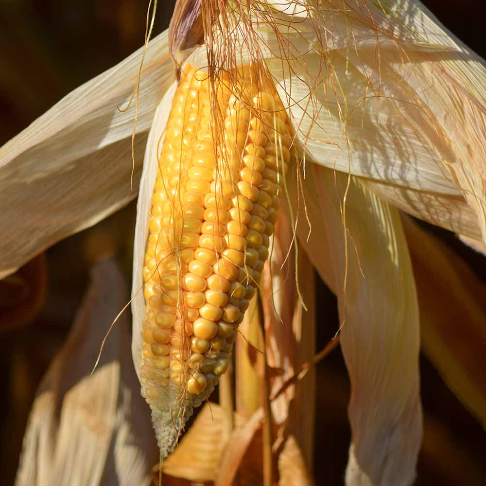 Heirloom Corn Seeds | Terroir Seeds