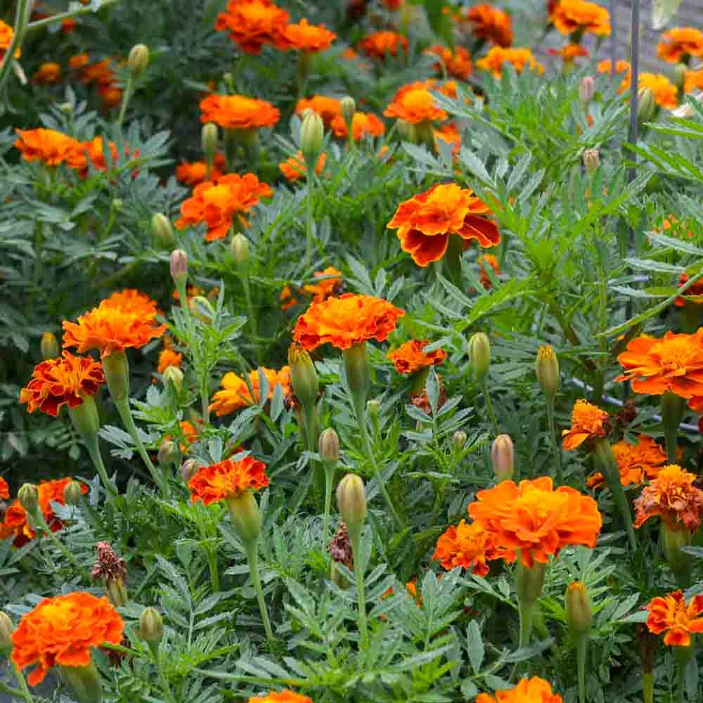 French Marigold Brocade Mix Heirloom Seeds | Terroir Seeds