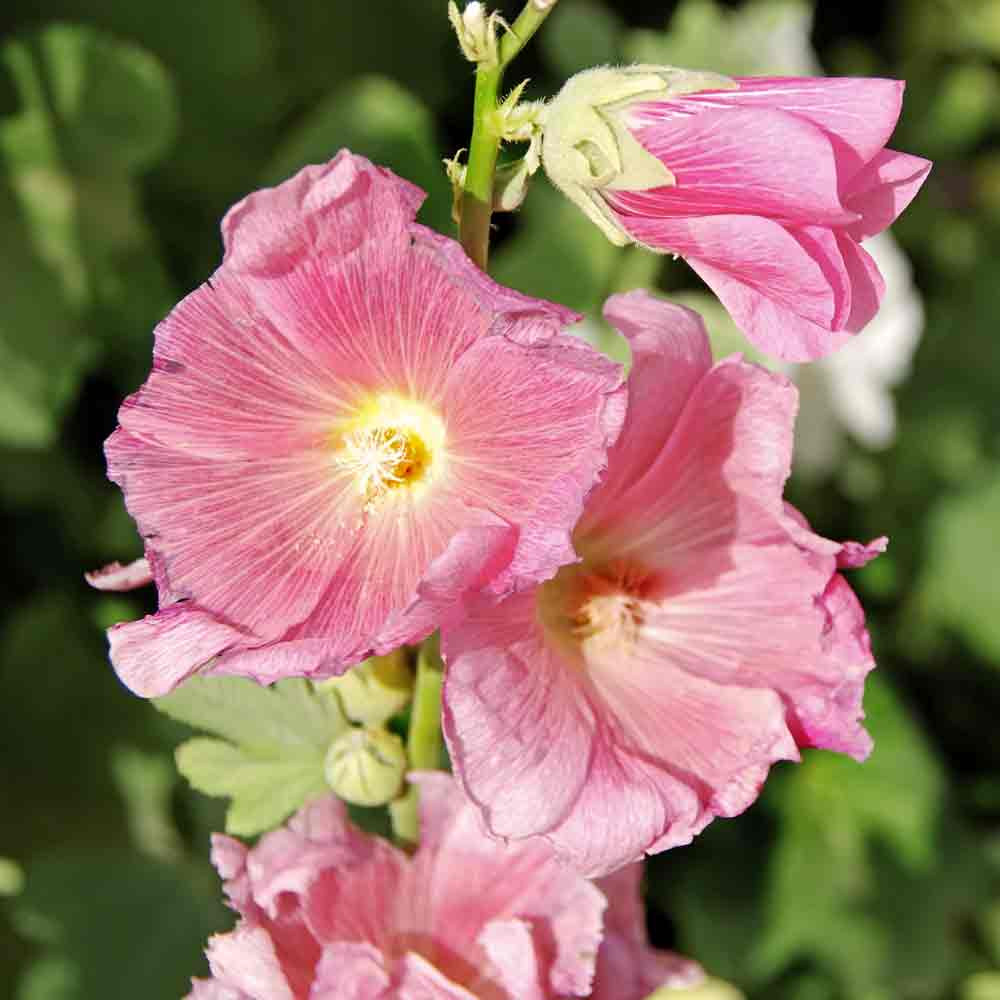 Heirloom Indian Spring Hollyhock Mix Seeds | Terroir Seeds