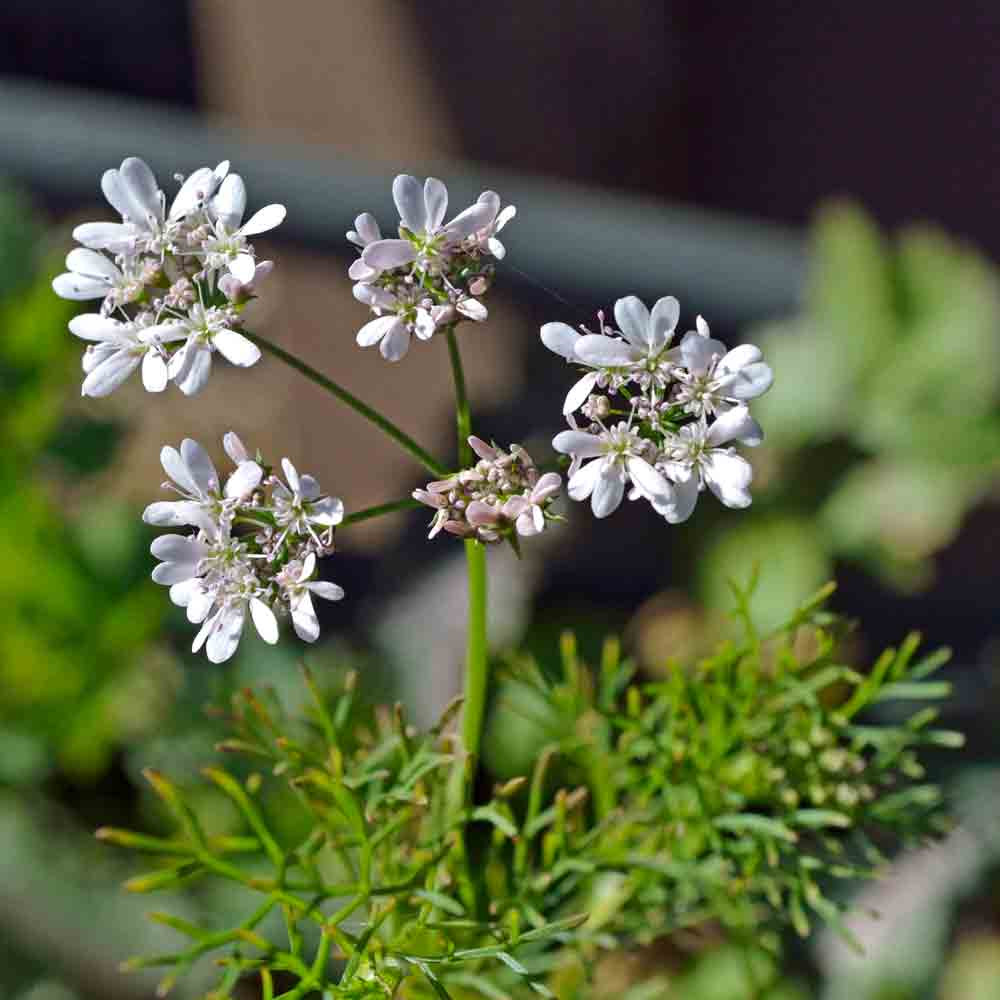 Slow Bolting Heirloom Cilantro/Coriander Seeds | Terroir Seeds