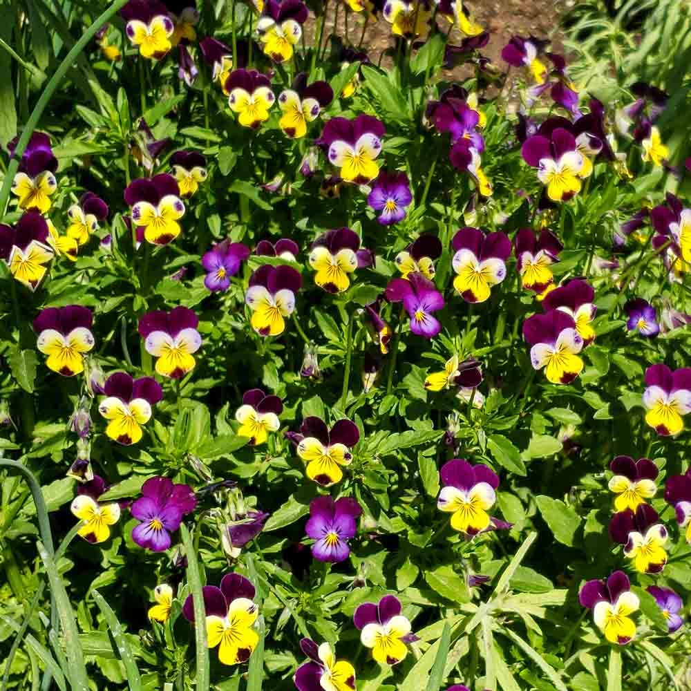 Heirloom Johnny Jump-Up Seeds | Terroir Seeds