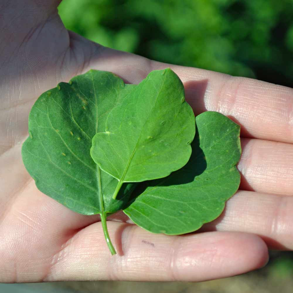 Wild Italian Heirloom Arugula Seeds | Terroir Seeds
