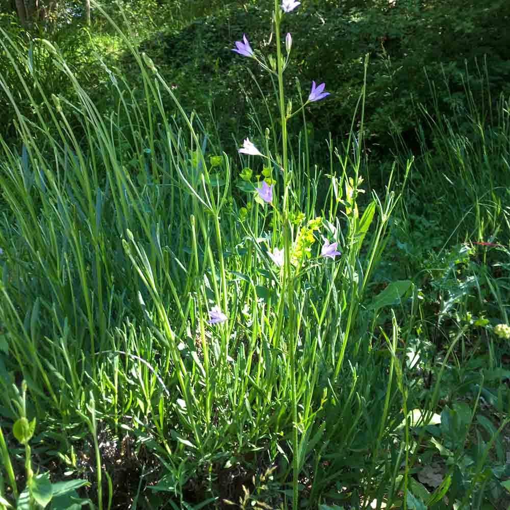 Heirloom Rampion Seeds | Terroir Seeds