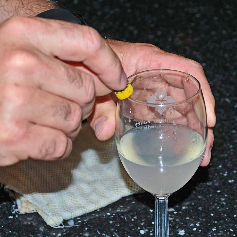 Toothache Plant / Szechuan Buttons / Electric Daisy Seeds | Terroir Seeds