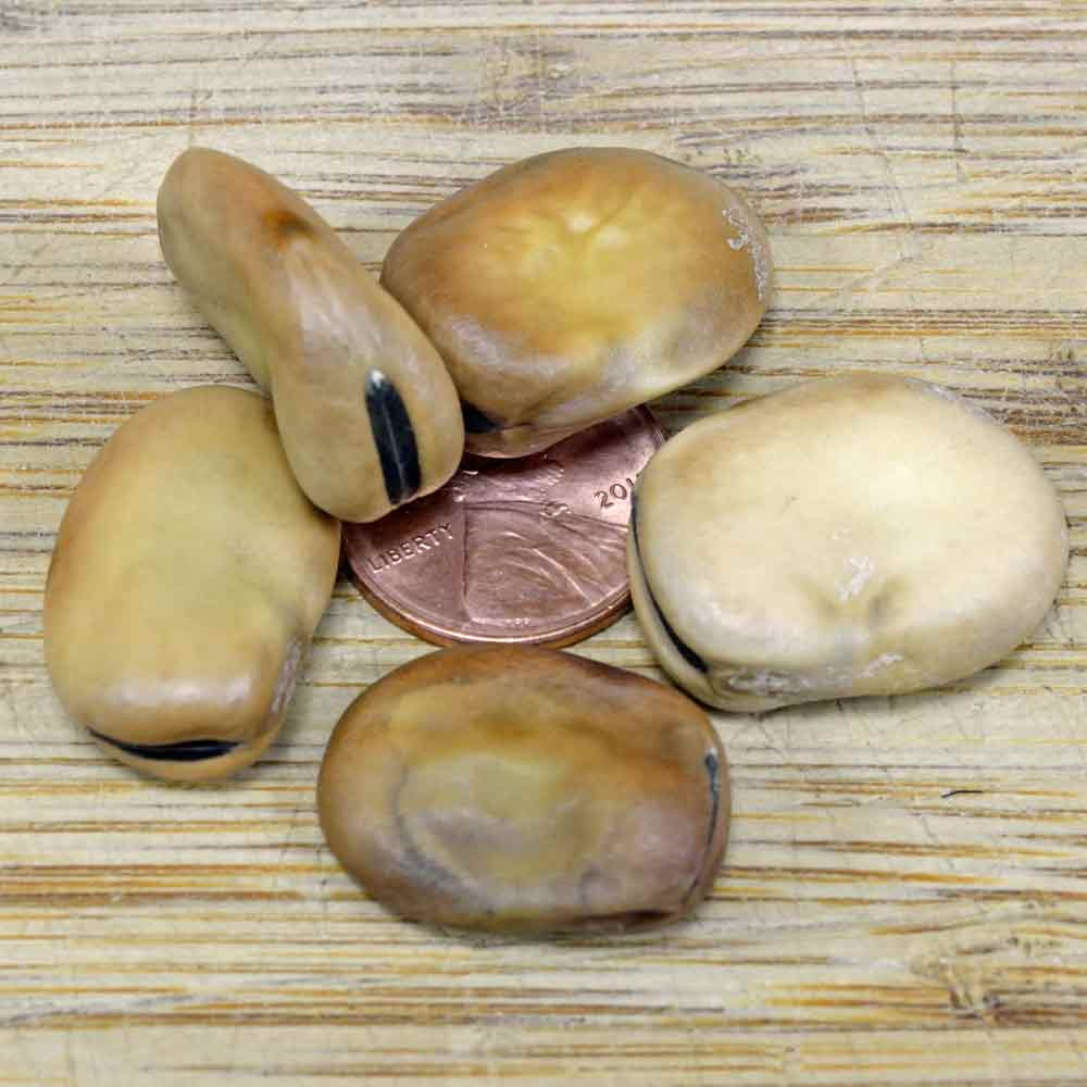 Broad Windsor Heirloom Fava Bean Seeds | Terroir Seeds