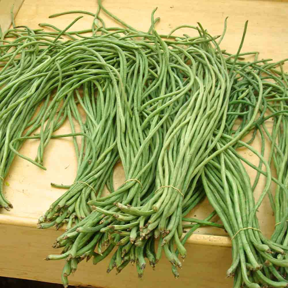Anasazi Heirloom Bush Bean Seeds | Terroir Seeds