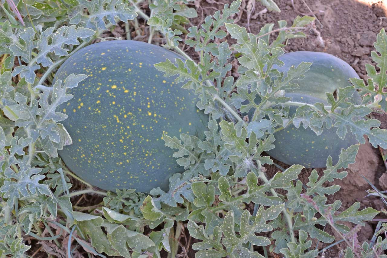Moon and Stars Watermelon Seeds | Terroir Seeds
