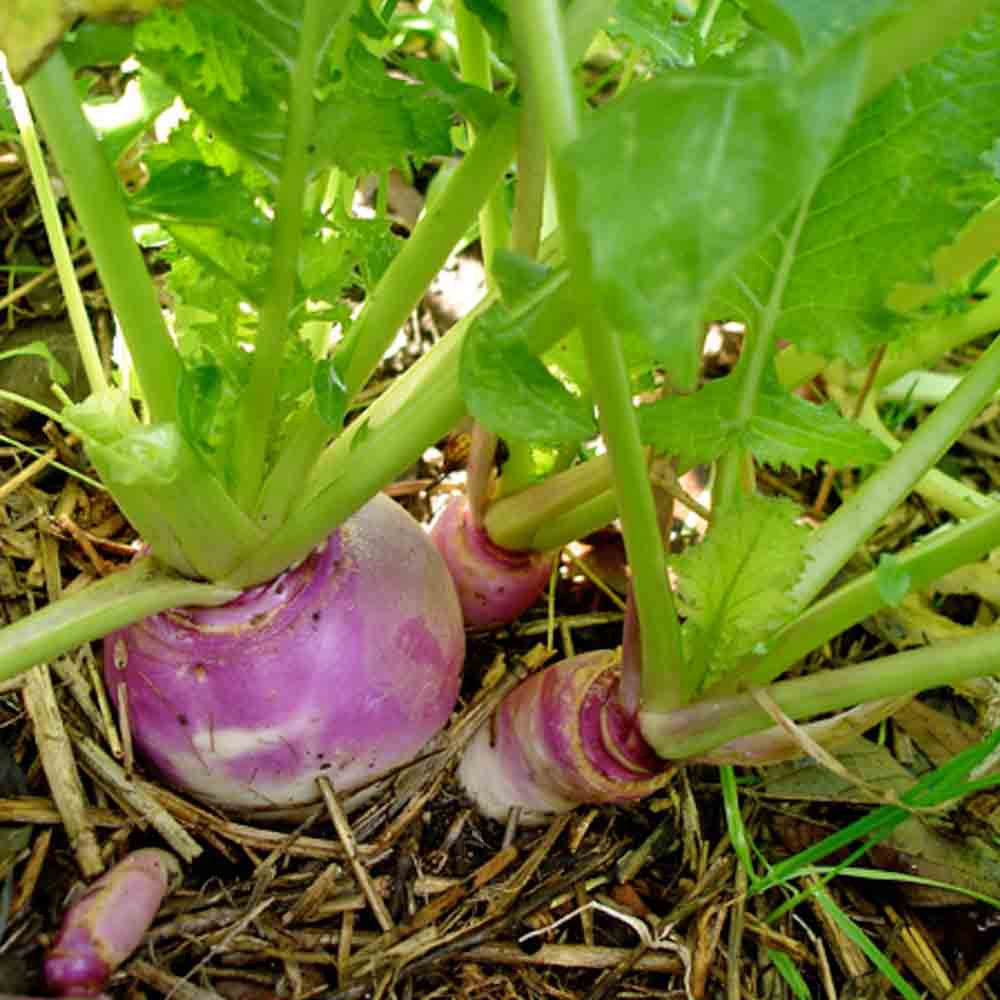 Seven Top Heirloom Turnip Seeds | Terroir Seeds