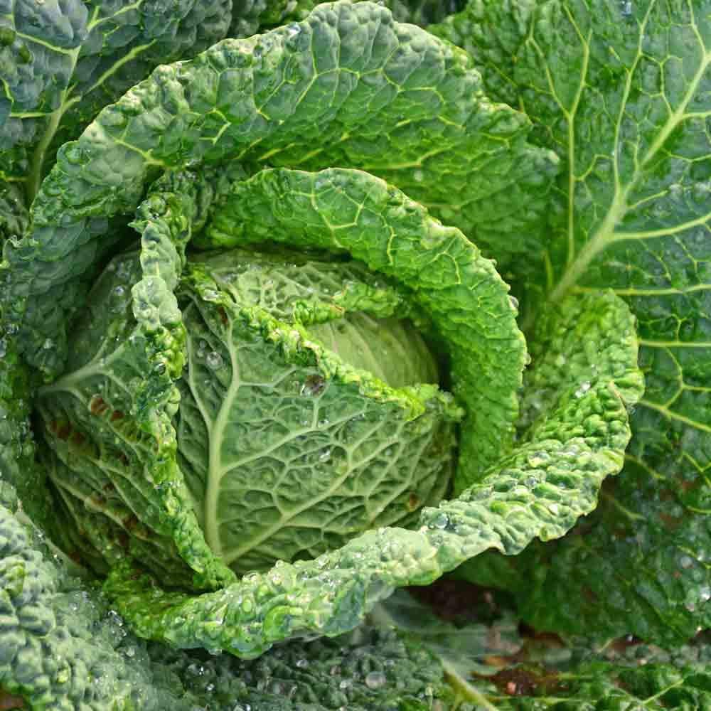 Heirloom Cabbage Seeds | Terroir Seeds