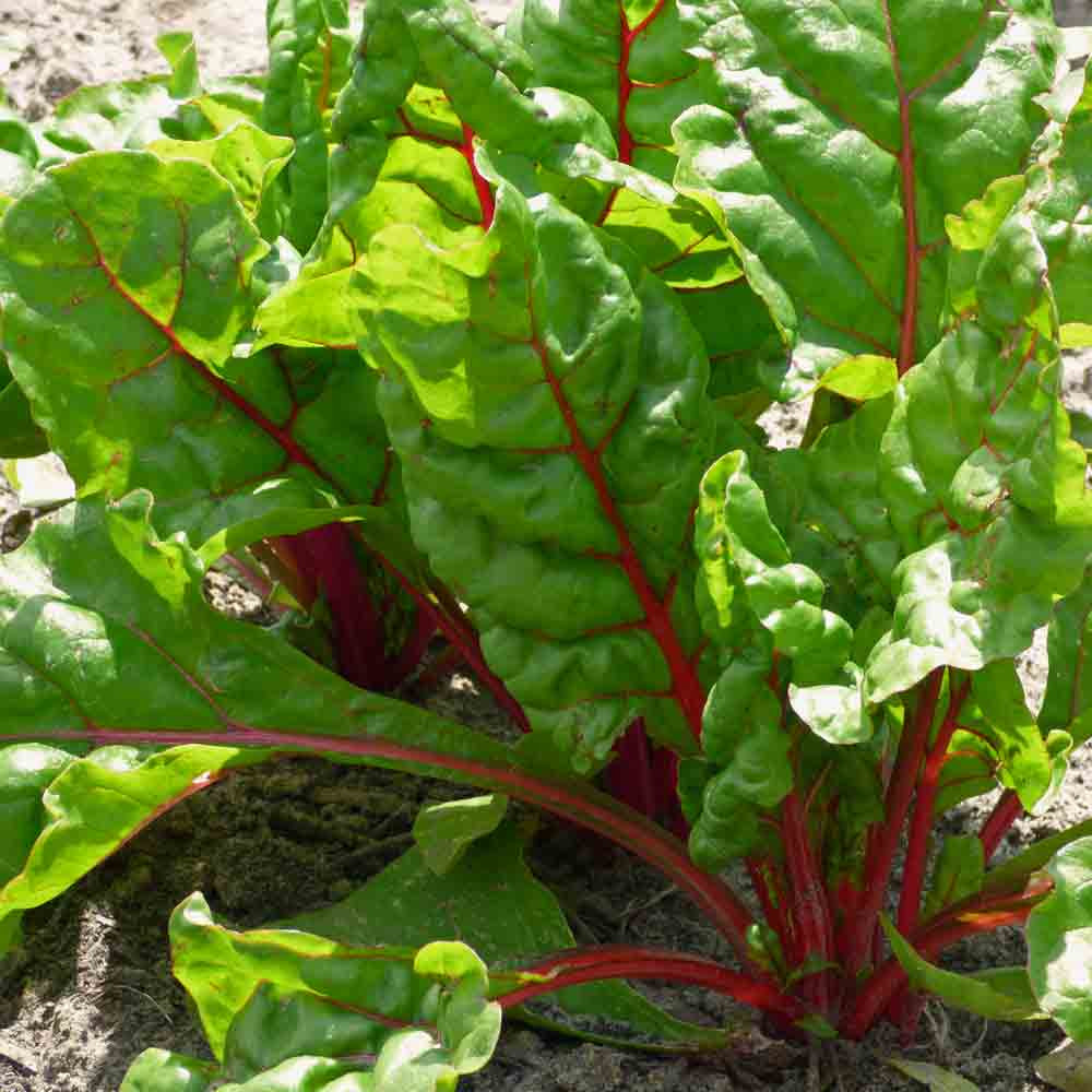 Heirloom Ruby Red Swiss Chard Seeds | Terroir Seeds