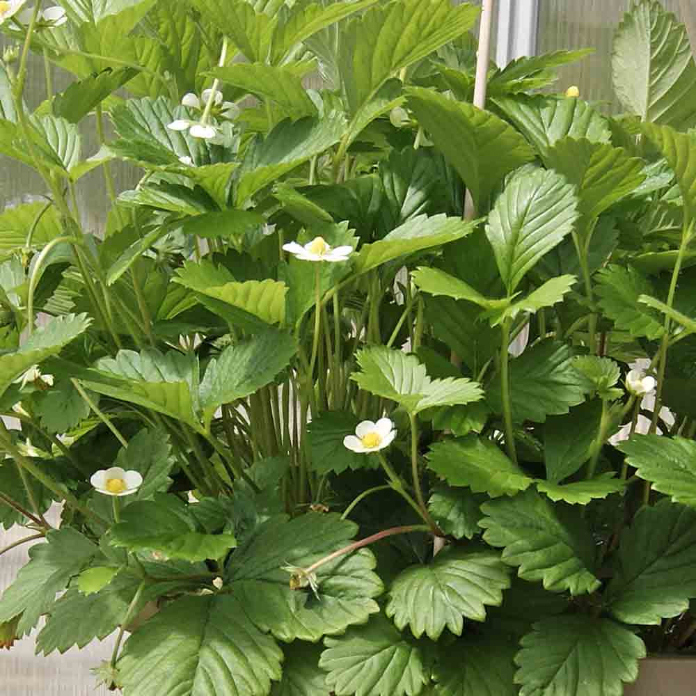 Yellow Wonder Heirloom Alpine Strawberry Seeds | Terroir Seeds