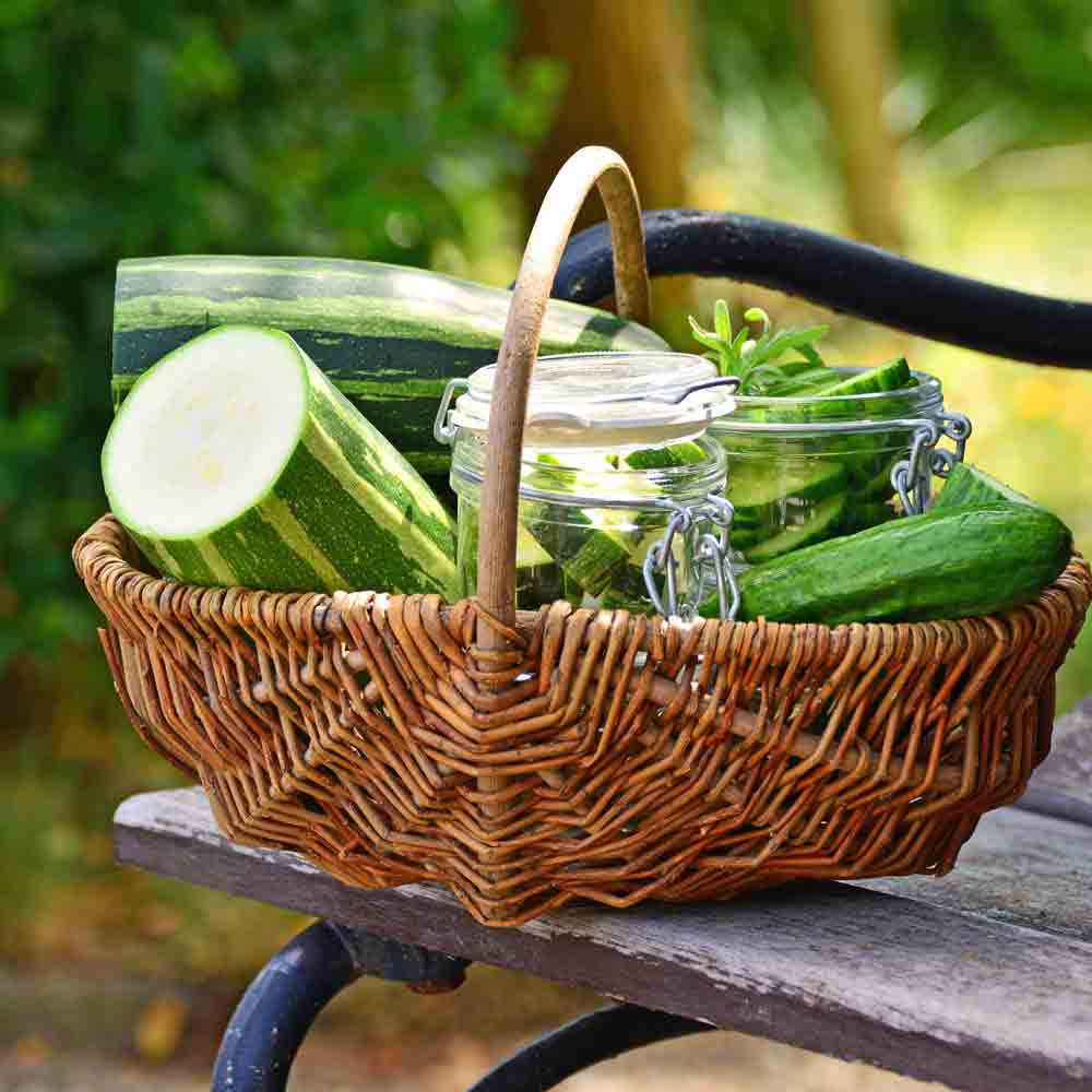 Cocozelle Heirloom Zucchini Seeds | Terroir Seeds