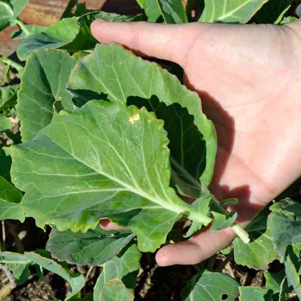 Georgia Southern Heirloom Collard Greens Seeds | Terroir Seeds