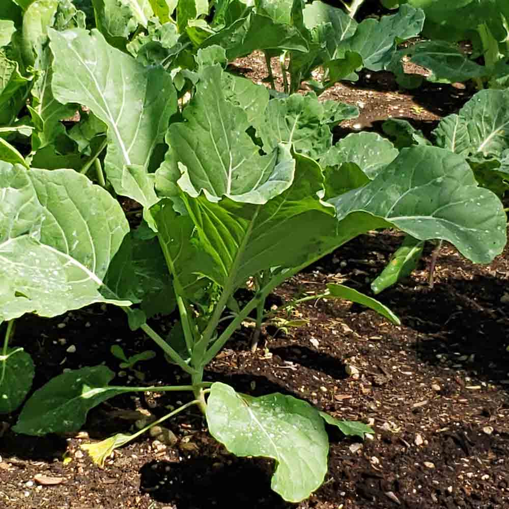 Georgia Southern Heirloom Collard Greens Seeds | Terroir Seeds