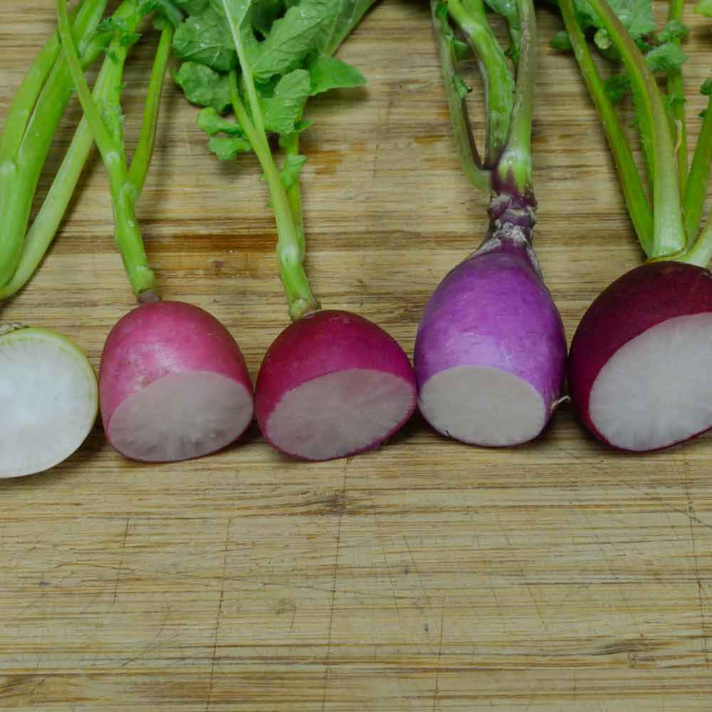 Easter Egg Blend Heirloom Radish Mix Seeds | Terroir Seeds