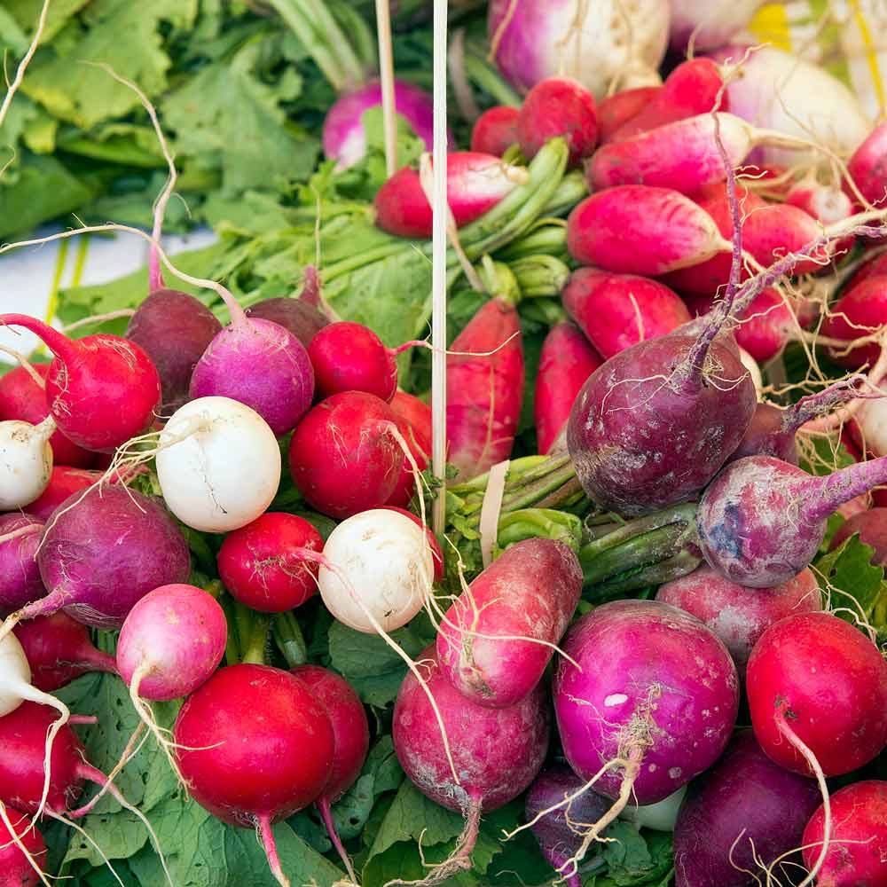 Heirloom Radish Seeds | Terroir Seeds