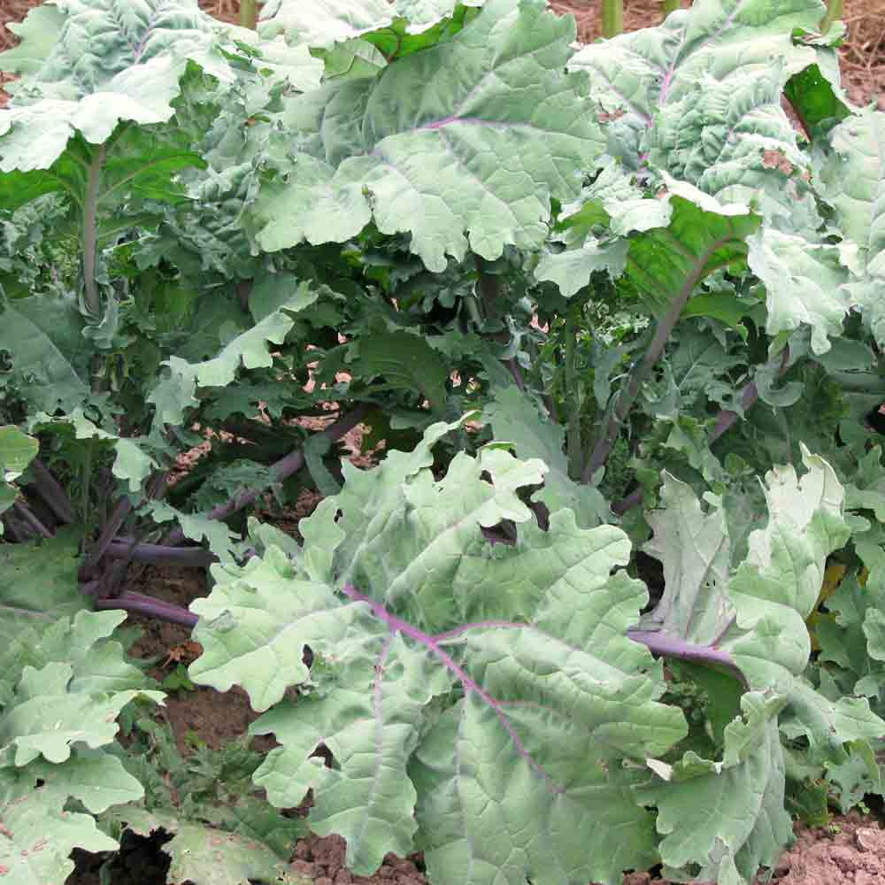 Heirloom Red Russian Kale Seeds | Terroir Seeds