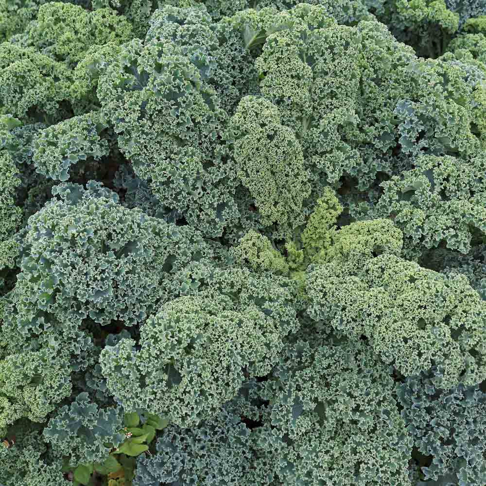 Vates Blue Curled Heirloom Kale Seeds | Terroir Seeds
