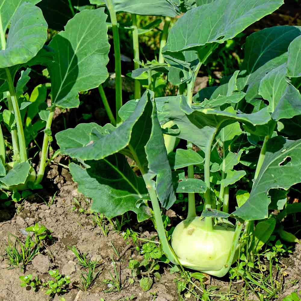 Early White Vienna Heirloom Kohlrabi Seeds | Terroir Seeds
