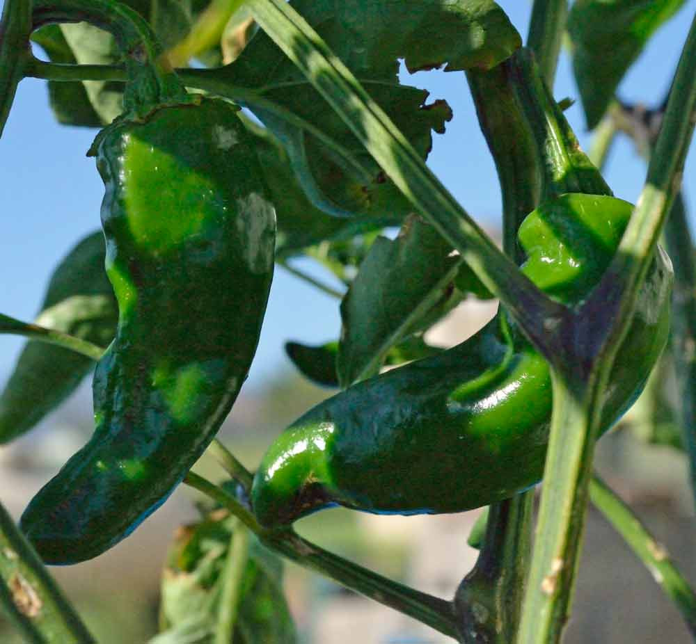 Espelette/Basque Heirloom Pepper Seeds | Terroir Seeds
