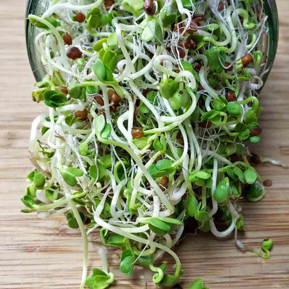 Sprouting Seeds | Terroir Seeds