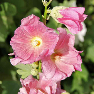 Heirloom Indian Spring Hollyhock Mix Seeds | Terroir Seeds