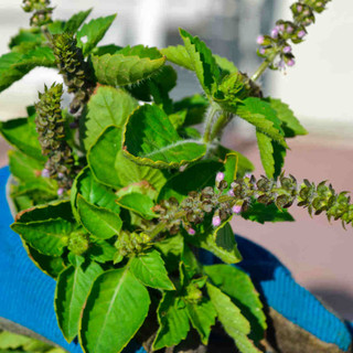 Heirloom Basil Seeds | Terroir Seeds